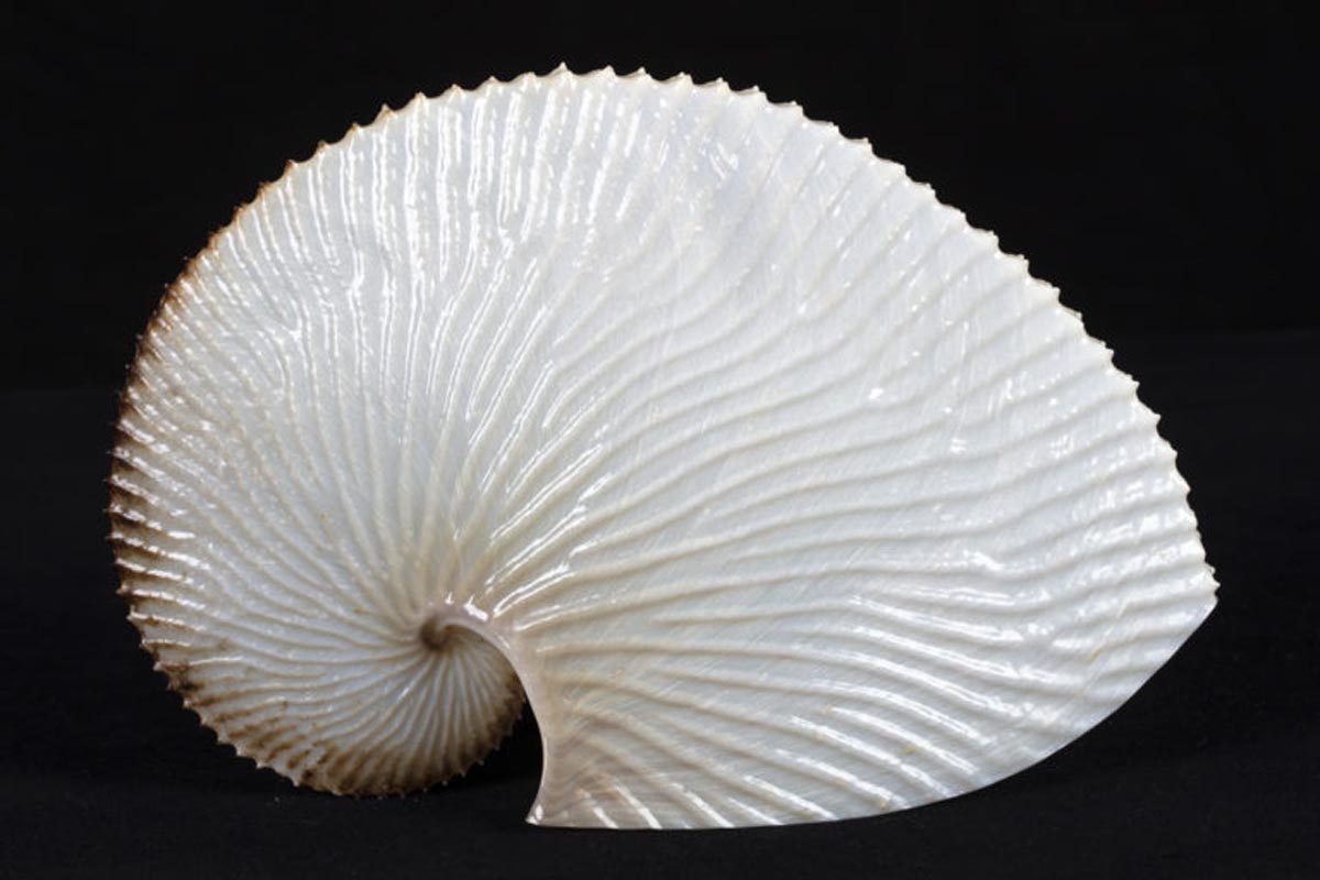 Très grand argonaute - Merveilles