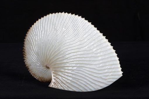 Très grand argonaute - Merveilles