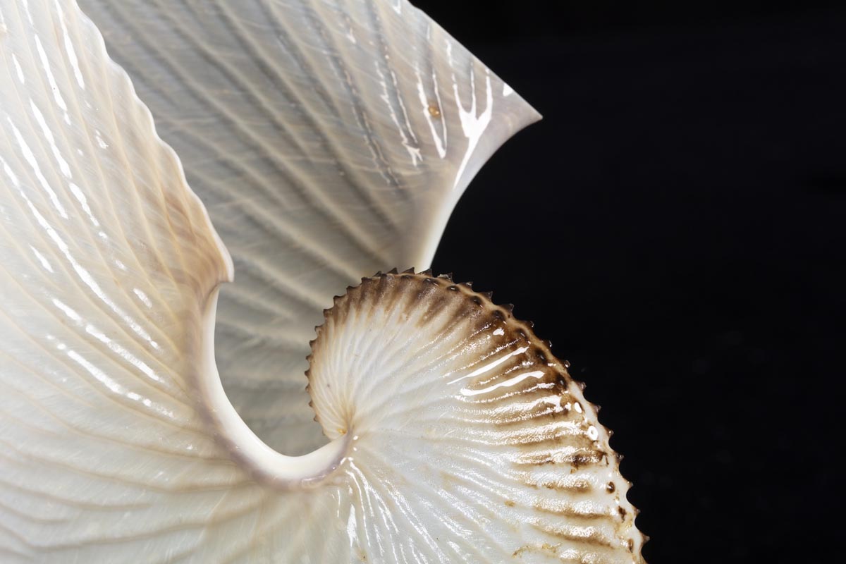 Très grand argonaute - Merveilles