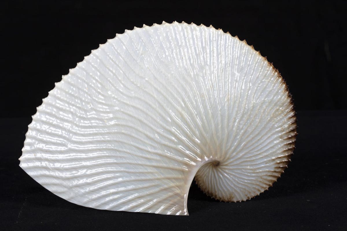 Très grand argonaute - Merveilles