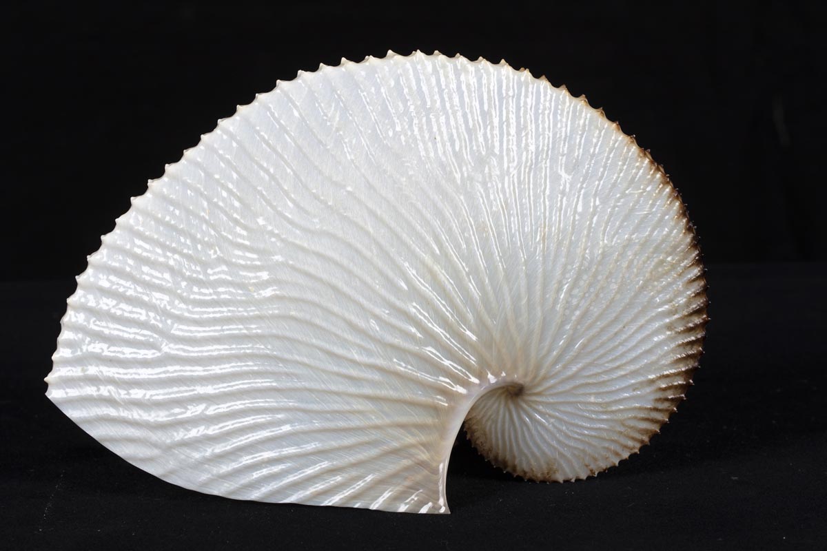 Très grand argonaute - Merveilles