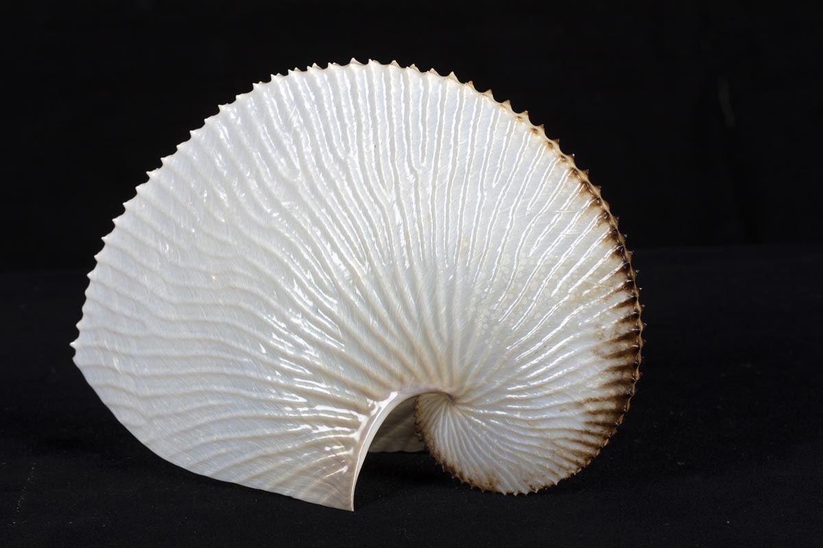 Très grand argonaute - Merveilles