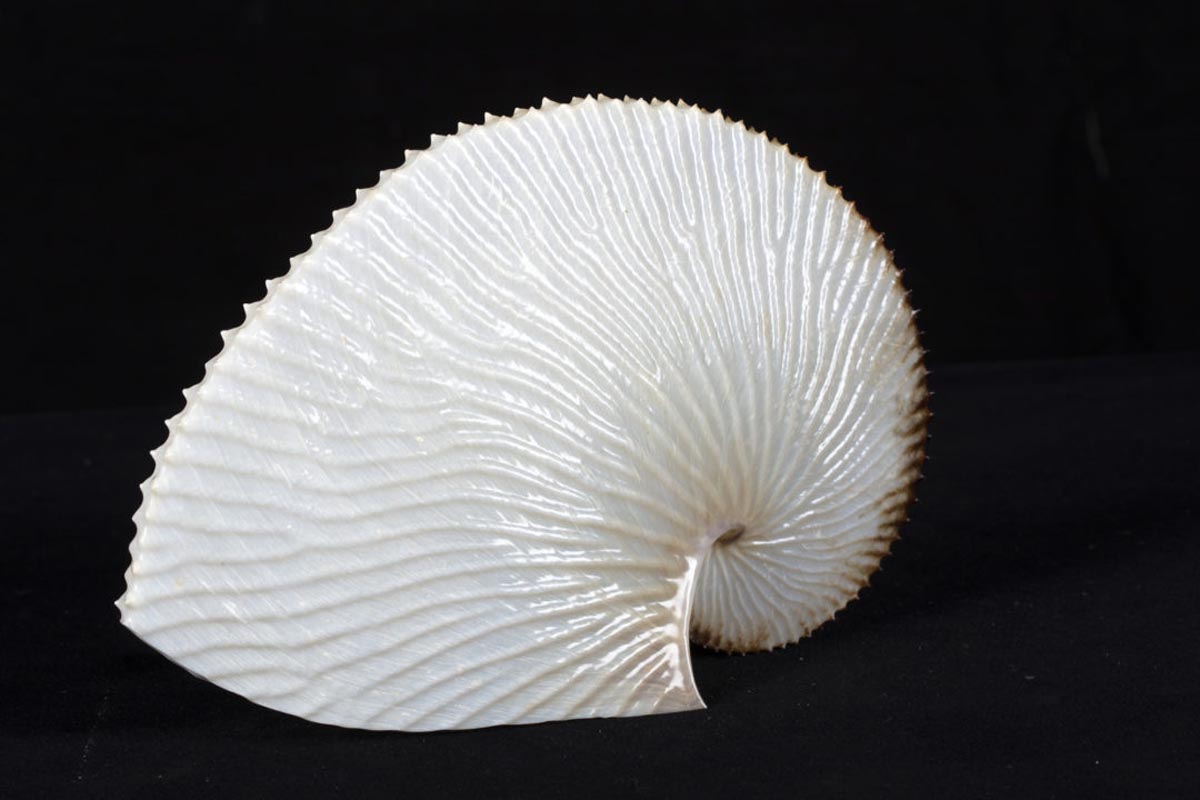 Très grand argonaute - Merveilles