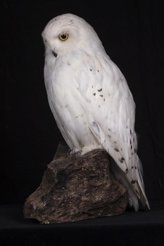 Harfang des neiges mâle âgé - Merveilles