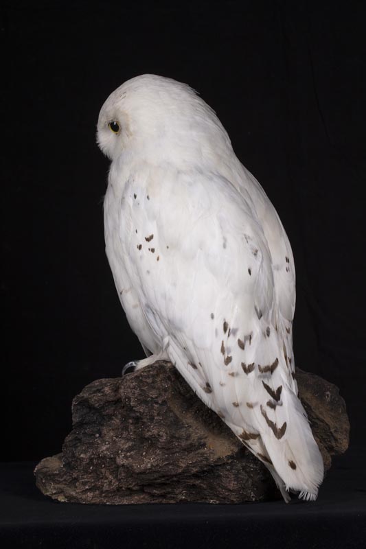 Harfang des neiges mâle âgé - Merveilles