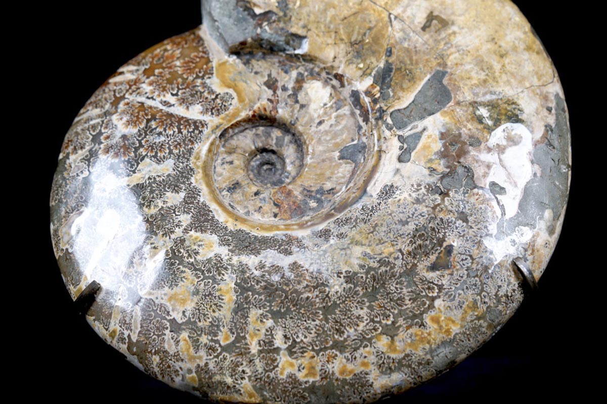 Ammonite - Merveilles