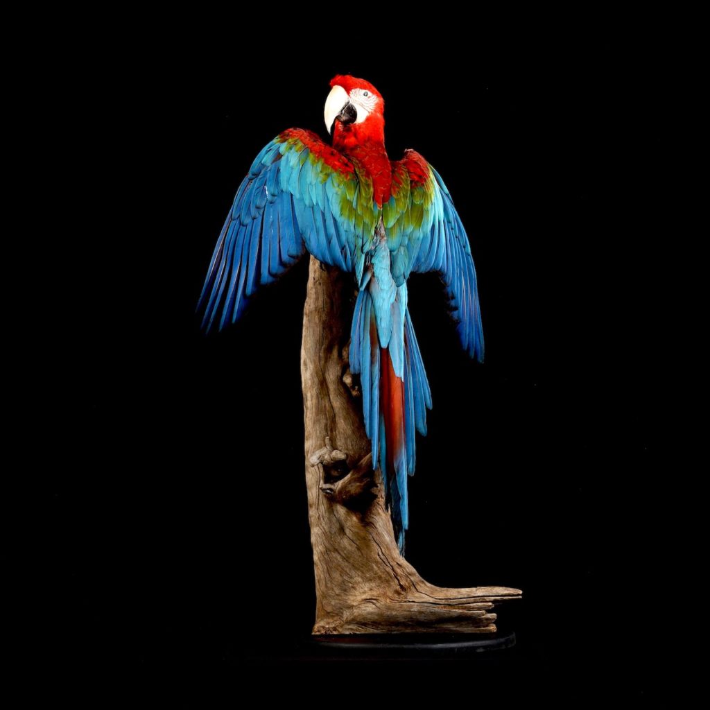 Ara chloroptère - Merveilles