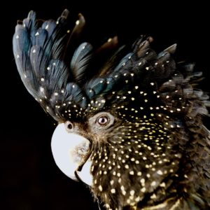 Rare cacatoès de Banks - Merveilles