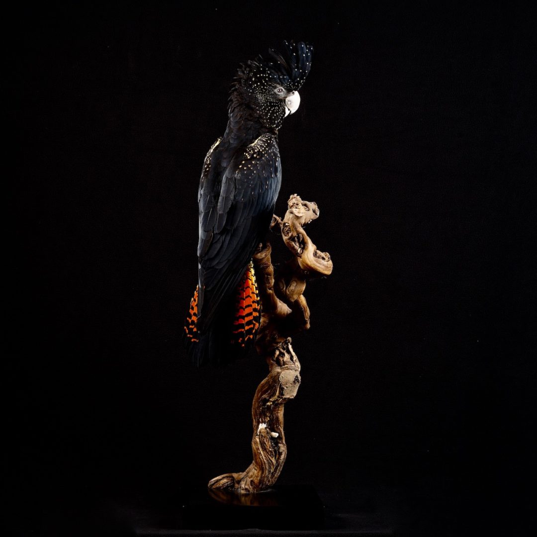 Rare cacatoès de Banks - Merveilles