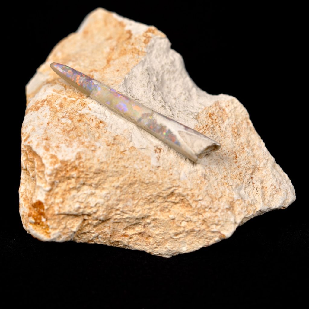 Rostre de belemnite opalisé - Merveilles