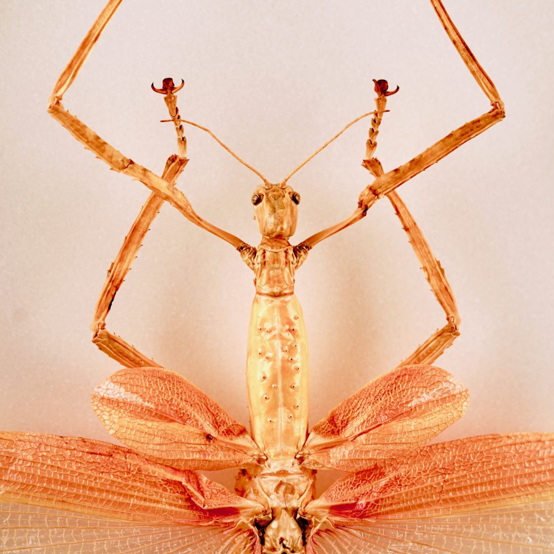 Collection de phasmes - Merveilles