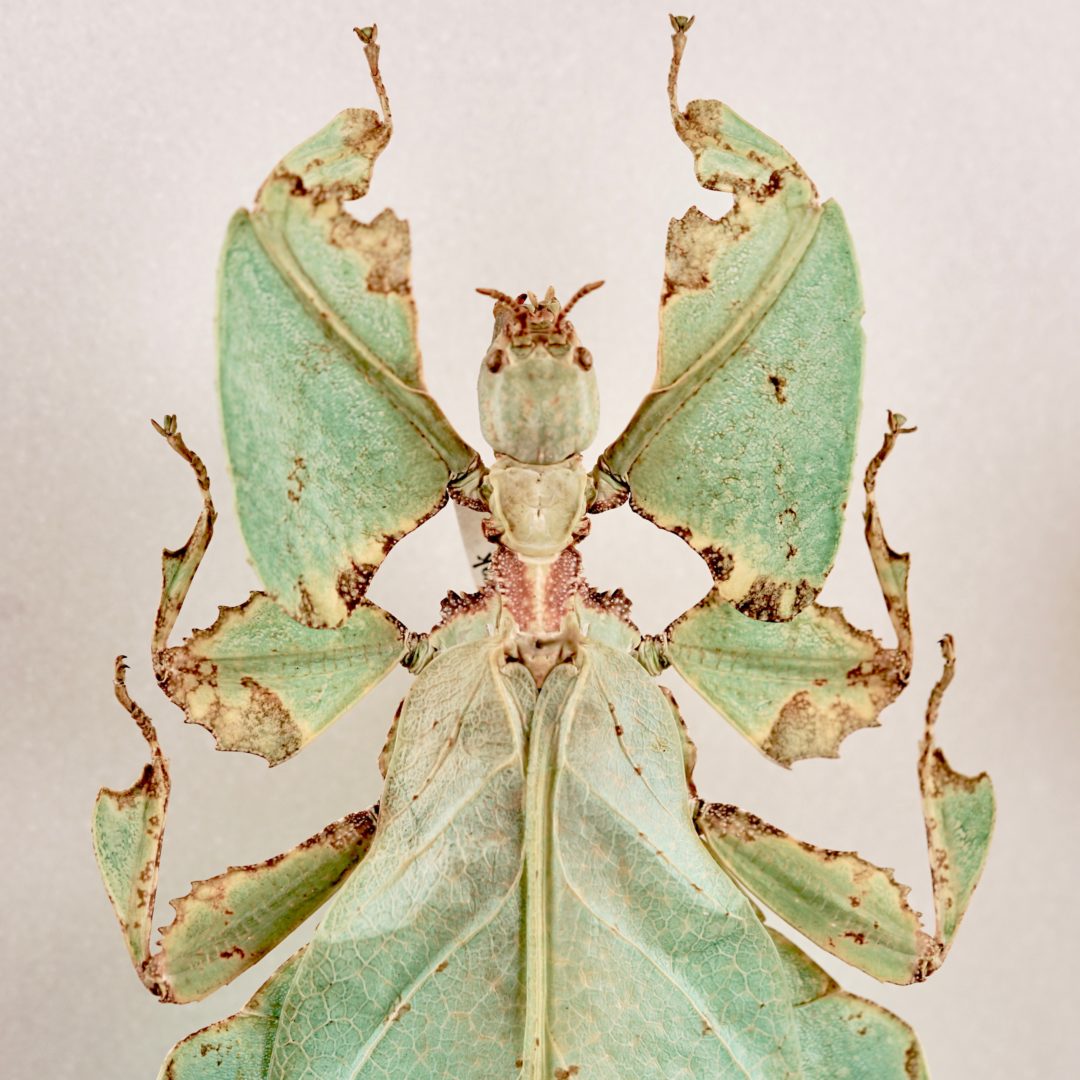 Collection de phasmes - Merveilles