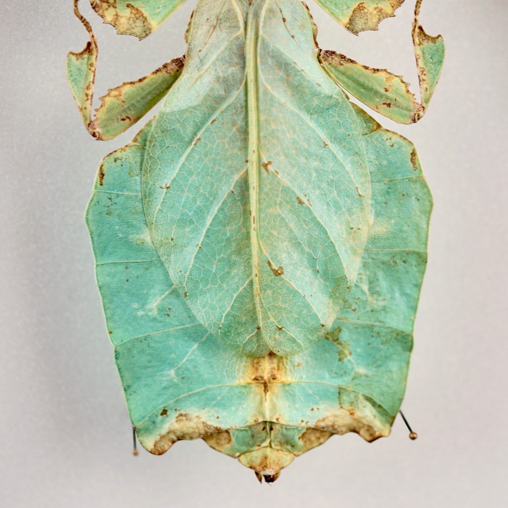 Collection de phasmes - Merveilles