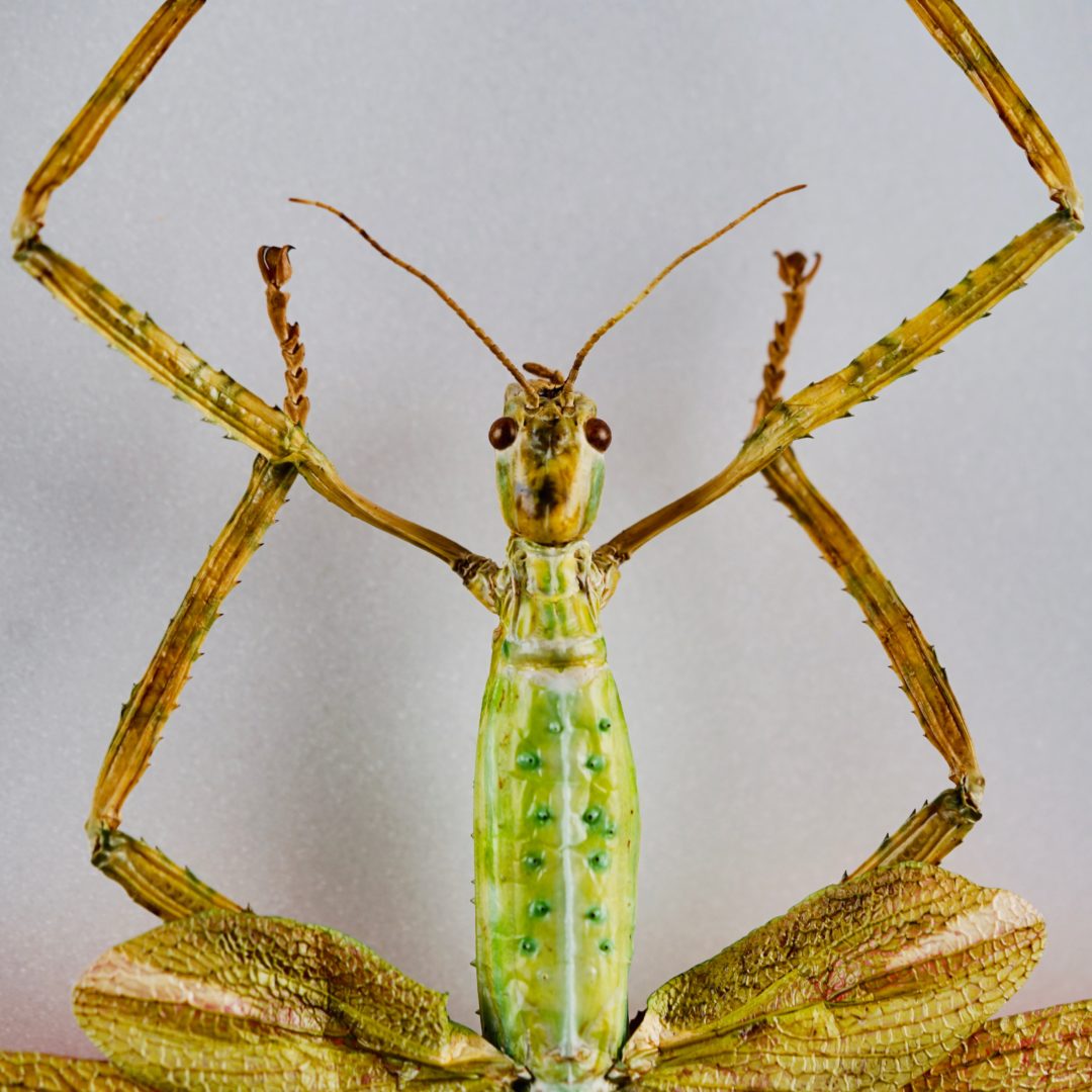 Collection de phasmes - Merveilles